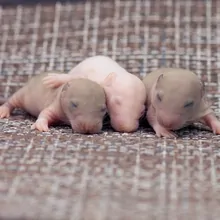 Evolutionary Biology | The Scientist