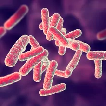 Gut Bacteria | The Scientist