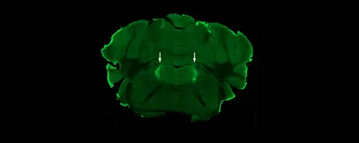 Hormone Sobers Up Drunken Mice: Study | The Scientist