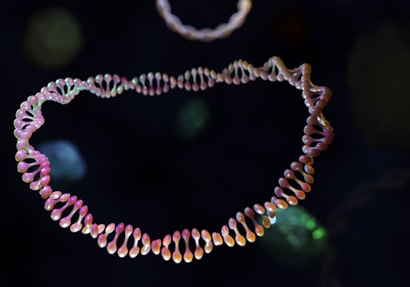 Analyzing Plasmids with Automated Electrophoresis | The Scientist