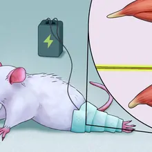 Muscle | The Scientist