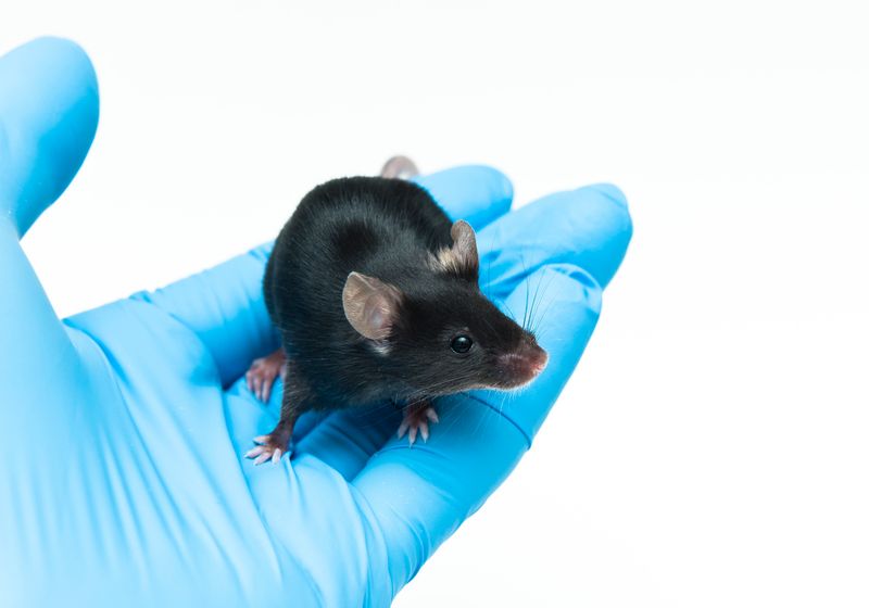 hCINAP Protein Key to Cellular Senescence: Study | The Scientist