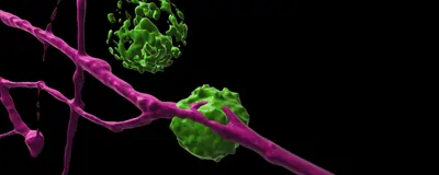 How Cells in the Skin Team Up To Fight Pathogens | The Scientist