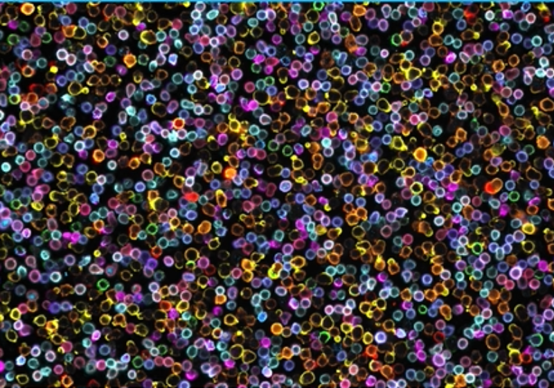 Science Summarized Putting Cells In Spatial Context The Scientist