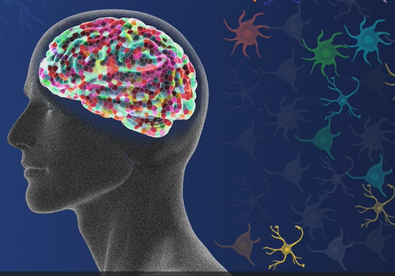 Science Summarized: The Mosaic Brain | The Scientist