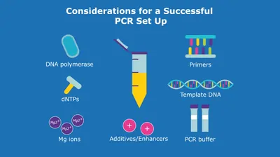 Important Players for a Successful PCR | The Scientist