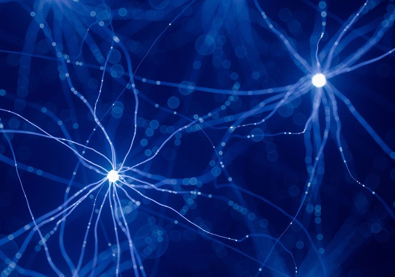 A Complete Brain Wiring Map | The Scientist