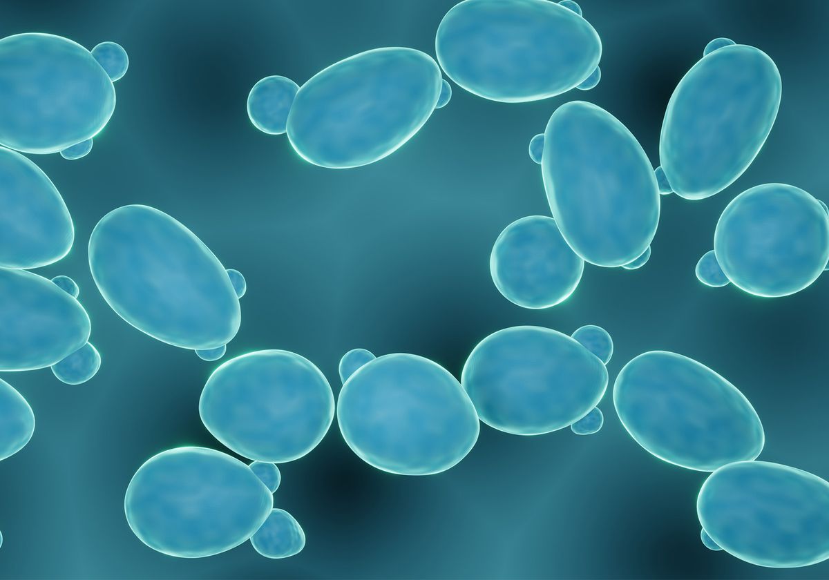 Budding Yeast Loss Is More: Today's Budding Yeasts Shed Traits From