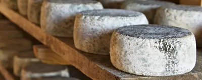 Deleting a Gene Quells a Pesky Cheese-Destroying Fungus | The Scientist