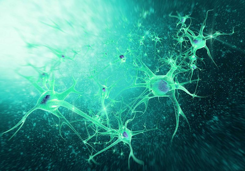 Captivated by the Great Expanse of Neurons | The Scientist