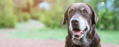 Aging Dogs Provide Insights for Human Longevity | The Scientist