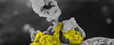 Affinity versus Avidity: Differentiating Between Binding Phenomena ...