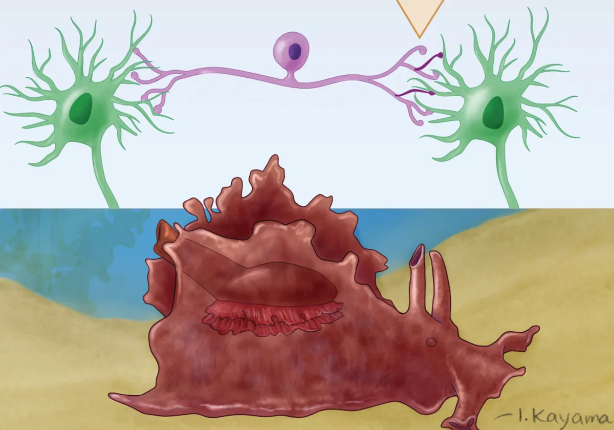 Synaptic Plasticity | The Scientist