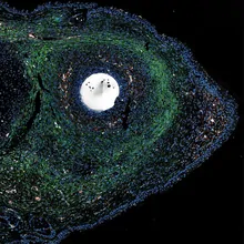 Ida Emilie Steinmark, PhD Author Profile | The Scientist