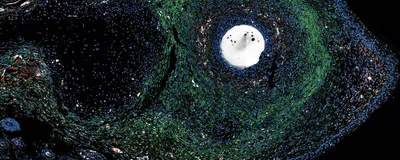 Mice Heal Themselves in Response to a Common Signaling Molecule | The ...