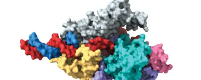 CRISPR-like Abilities in Eukaryotic Proteins | The Scientist