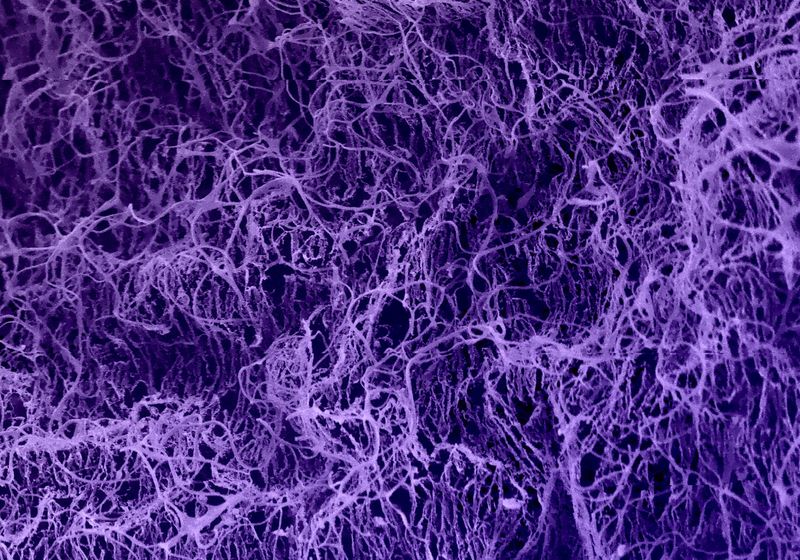 Tuning T Cells | The Scientist