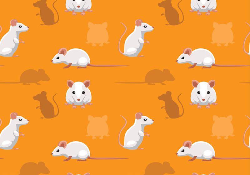 An Introduction to Humanized Immune System Mouse Models | The Scientist