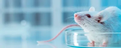 Designing Transgenic Rodent Models: Key Considerations | The Scientist