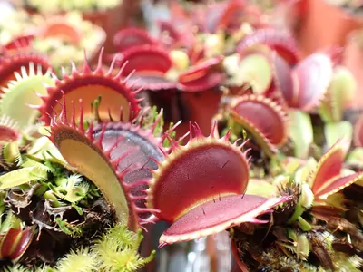 How the Venus Flytrap Captures Its Prey | The Scientist