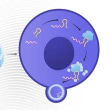 Infographic | The Scientist