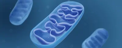Rebranding Mitochondria | The Scientist