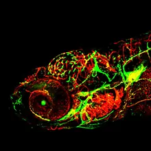 Foundations | The Scientist
