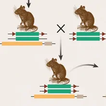 Transgenic Mice | The Scientist