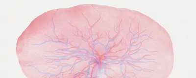 The Ephemeral Life of the Placenta | The Scientist