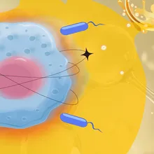 Hematopoietic Stem Cells | The Scientist