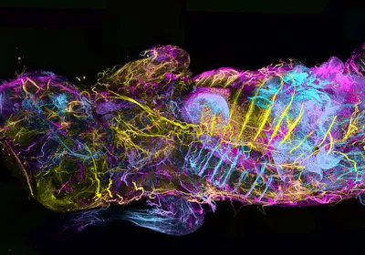 A Glowing Mouse Map | The Scientist