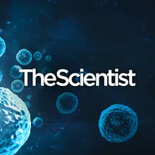 T Cell | The Scientist