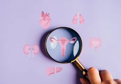 Decoding the Cellular Secrets of the Endometrium | The Scientist
