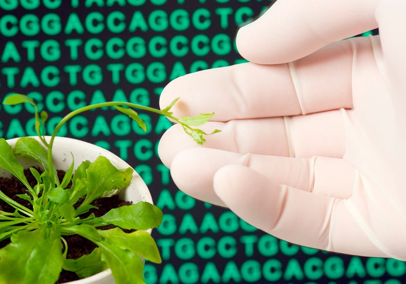 How Plants Protect Their DNA in Space | The Scientist