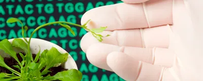 How Plants Protect Their DNA in Space | The Scientist