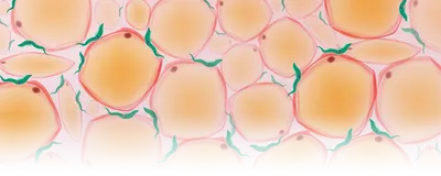 Lose the Fat and Curb Parasitic Infection | The Scientist