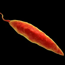 Parasitology | The Scientist