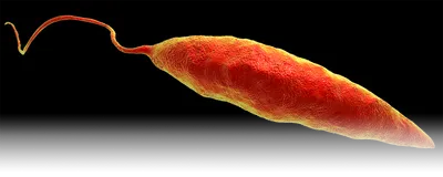 Survival of the Fittest Parasite | The Scientist