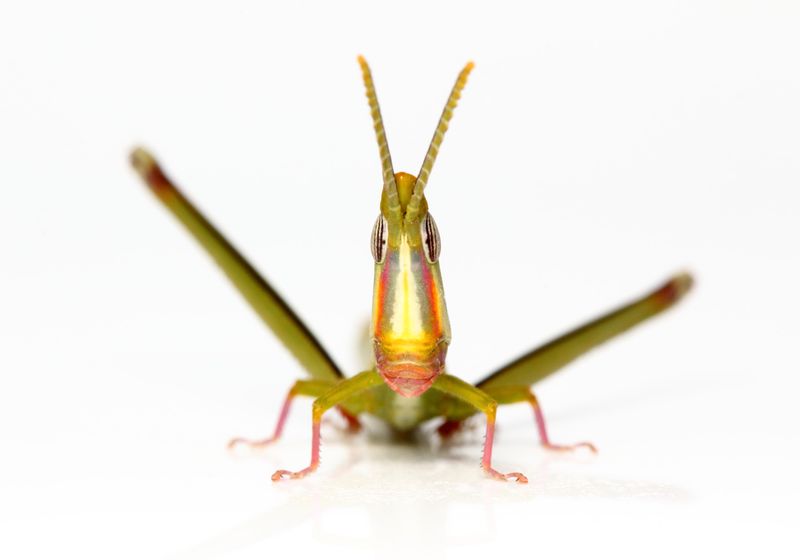 Why Do Male Organisms Exist? | The Scientist