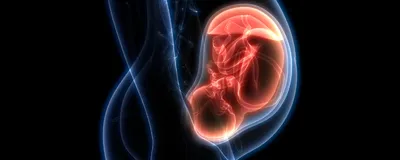 Placental Gene Expression Hints at Preterm Birth | The Scientist