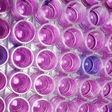 The Scientist Profile | The Scientist