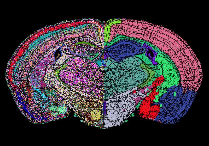 A Cell-by-Cell Map of the Entire Mouse Brain | The Scientist