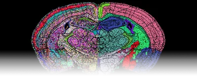 A Cell-by-Cell Map of the Entire Mouse Brain | The Scientist
