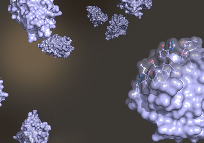 Single Domain Antibodies: Small but Mighty Therapeutics | The Scientist