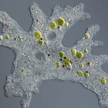 Microscopy | The Scientist