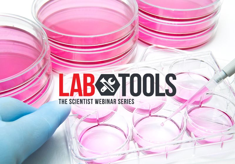 Building Advanced Cell Models for Toxicity Testing | The Scientist