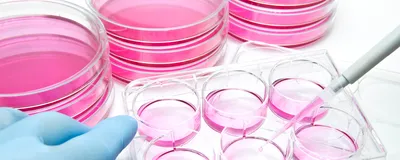 Building Advanced Cell Models for Toxicity Testing | The Scientist