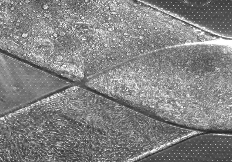A Beating Heart on a Chip | The Scientist