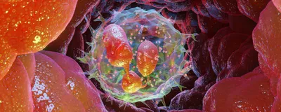 Cell Surface RNA Helps Neutrophils Get Around | The Scientist