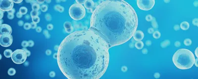 Sister Cells Reveal Cancer’s Fate | The Scientist